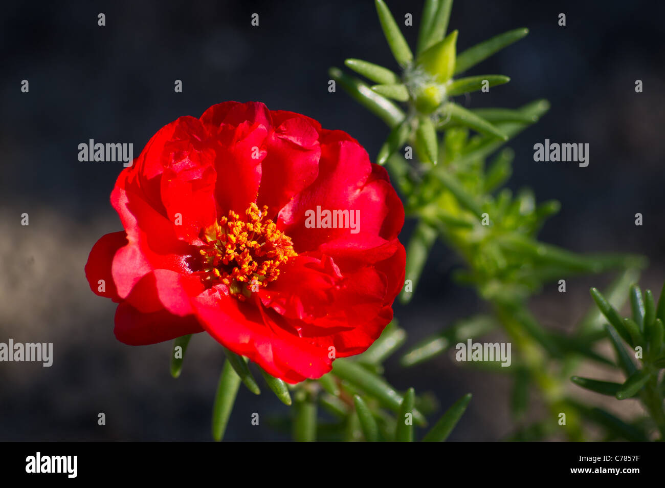 red Portulaca bloom and bud against a dark background Stock Photo - Alamy