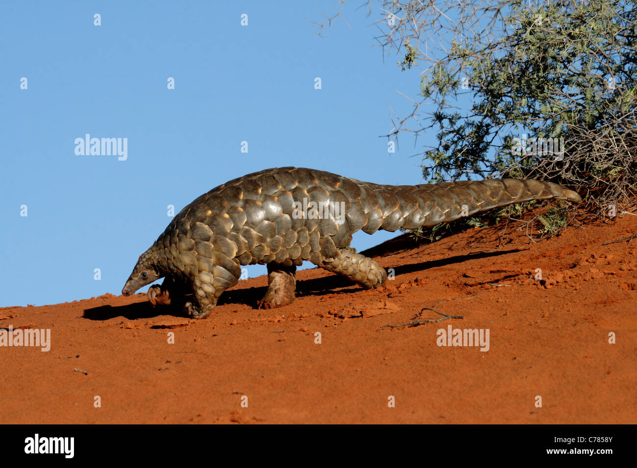 Ground Pangolin, Cape Pangolin, Temminck's Pangolin - Manis/Smutsia ...