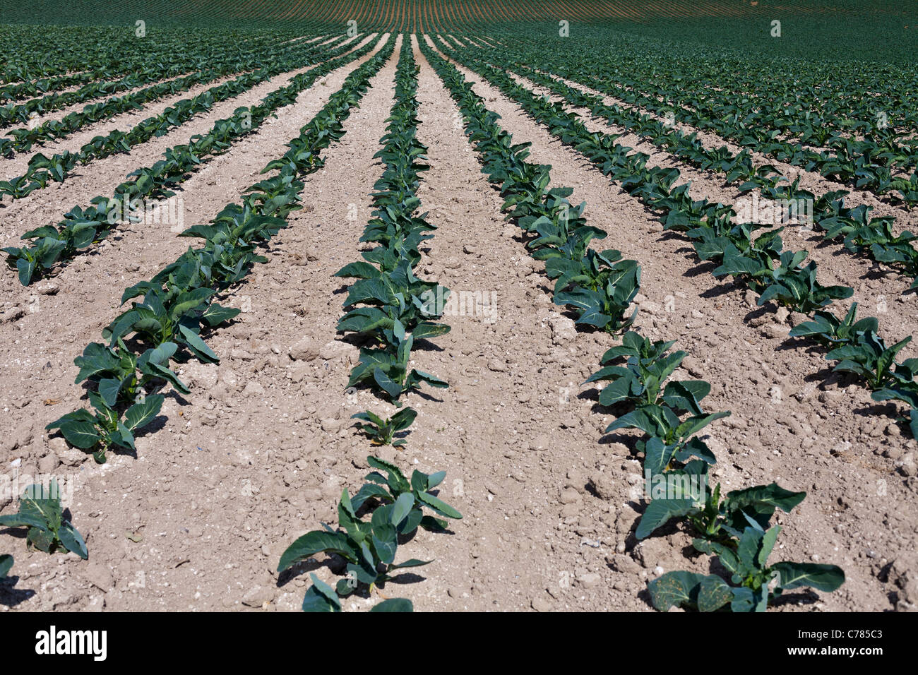 Field of Cabbage Stock Photo - Alamy