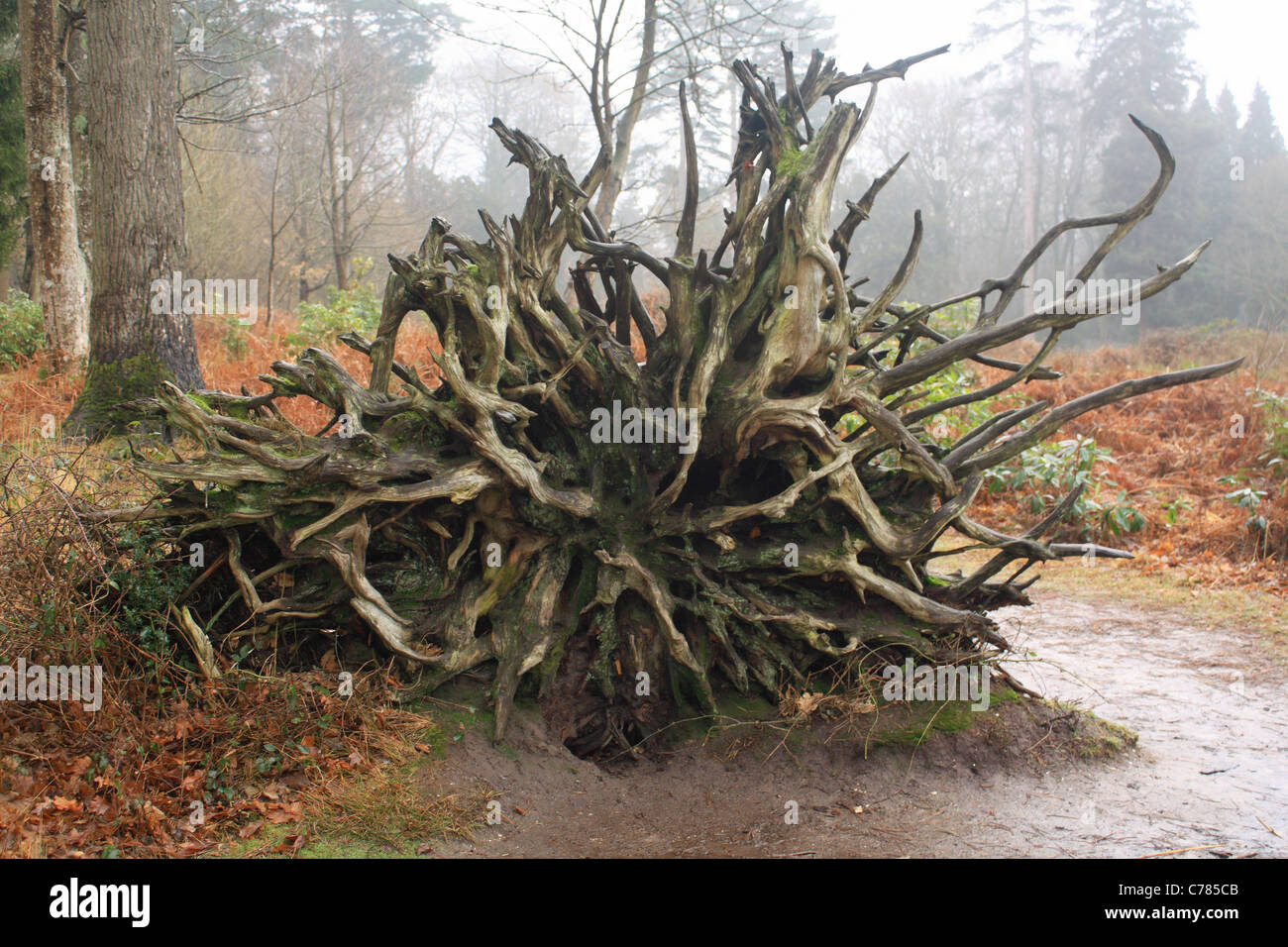 Fallen Tree in the New Forest, Hampshire Stock Photo - Alamy