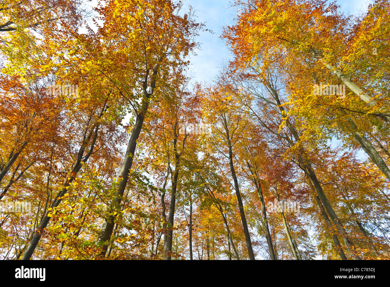 Canopy woods hi-res stock photography and images - Alamy