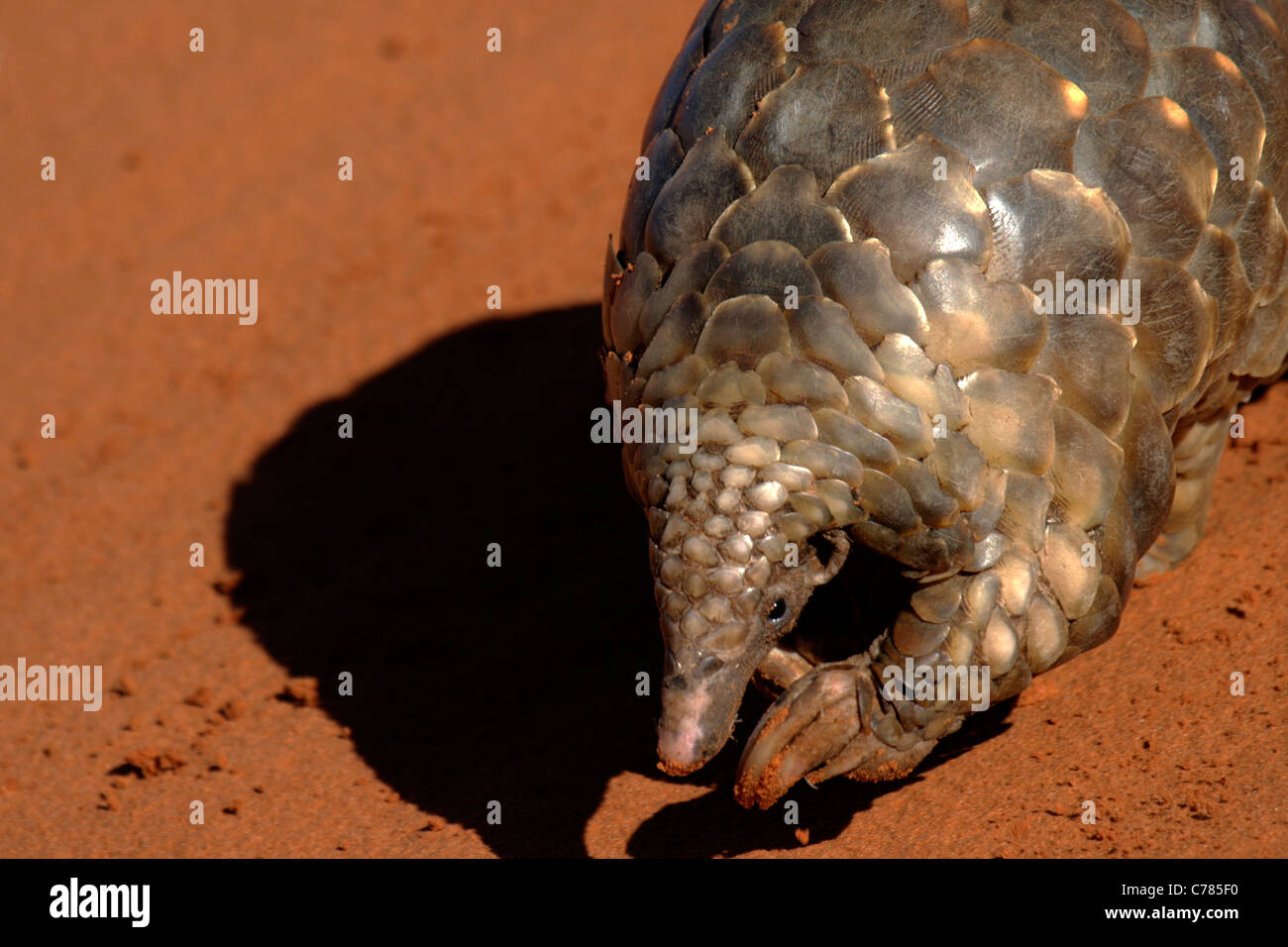Ground Pangolin, Cape Pangolin, Temminck's Pangolin - Manis/Smutsia ...
