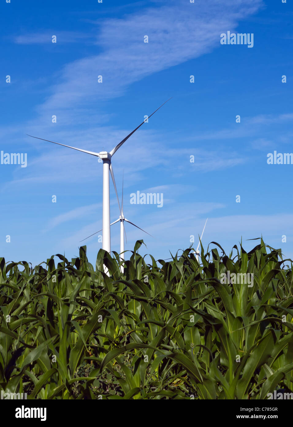 Wind Turbines in a corn field Stock Photo - Alamy