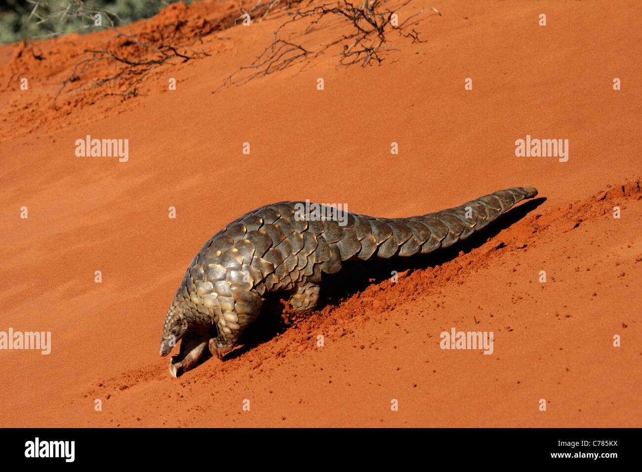 Ground Pangolin, Cape Pangolin, Temminck's Pangolin - Manis/Smutsia ...