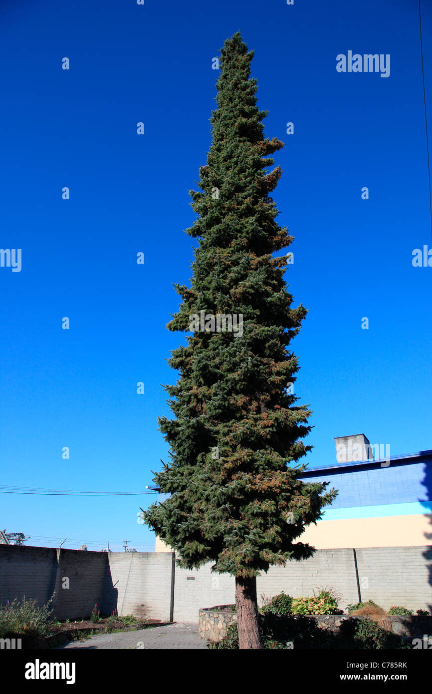 Evergreen tree hi-res stock photography and images - Alamy