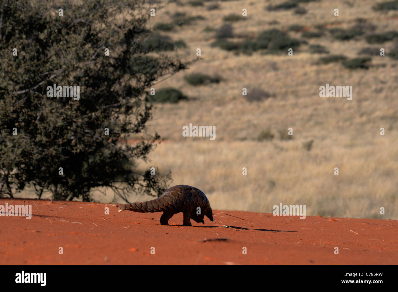 Ground Pangolin, Cape Pangolin, Temminck's Pangolin - Manis/Smutsia ...
