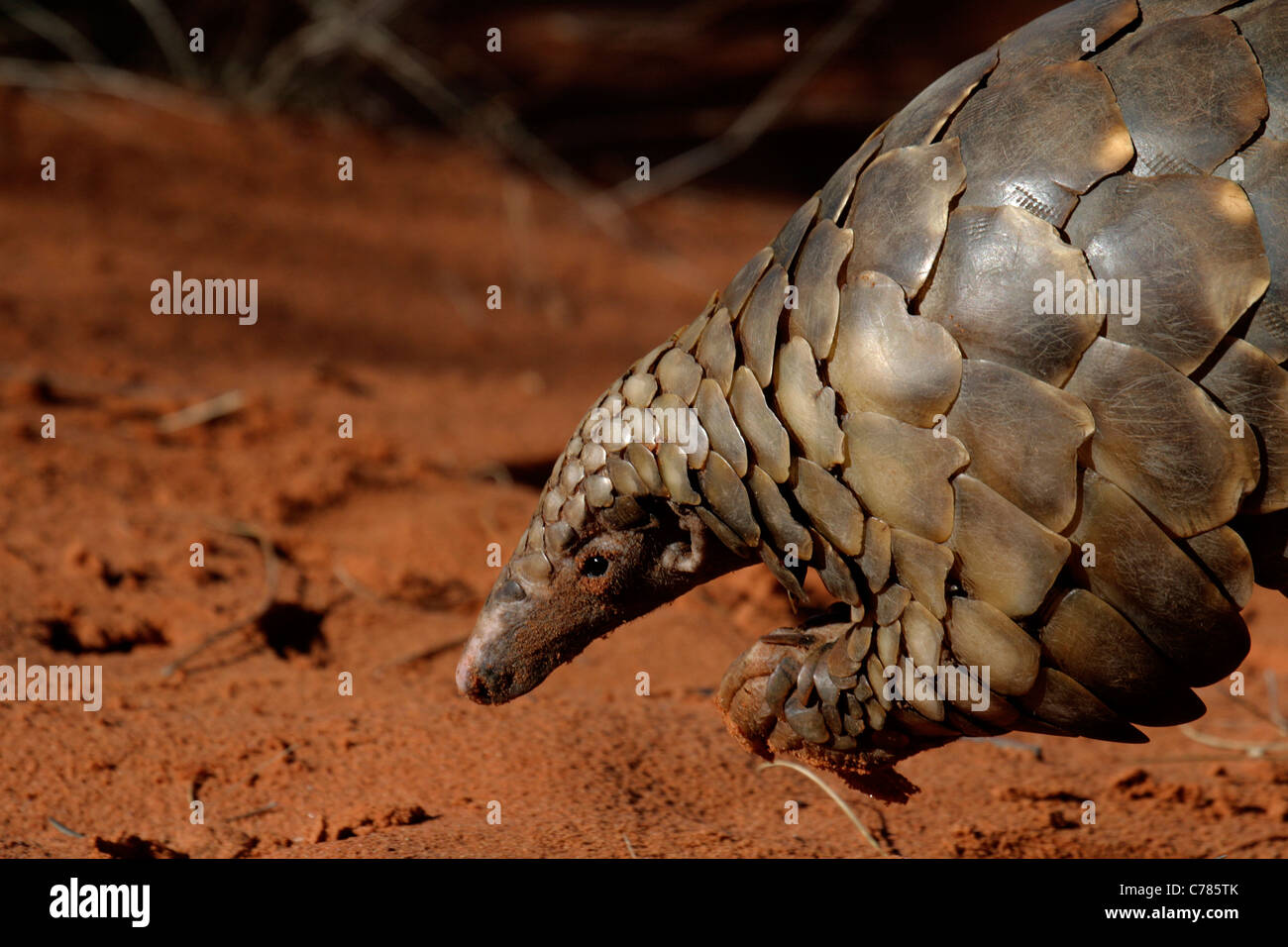 Ground Pangolin, Cape Pangolin, Temminck's Pangolin - Manis/Smutsia ...