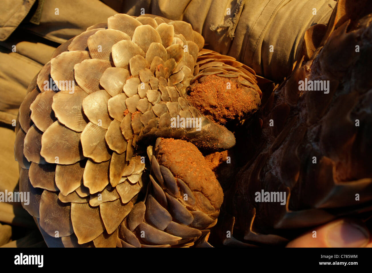 Ground Pangolin, Cape Pangolin, Temminck's Pangolin - Manis/Smutsia ...