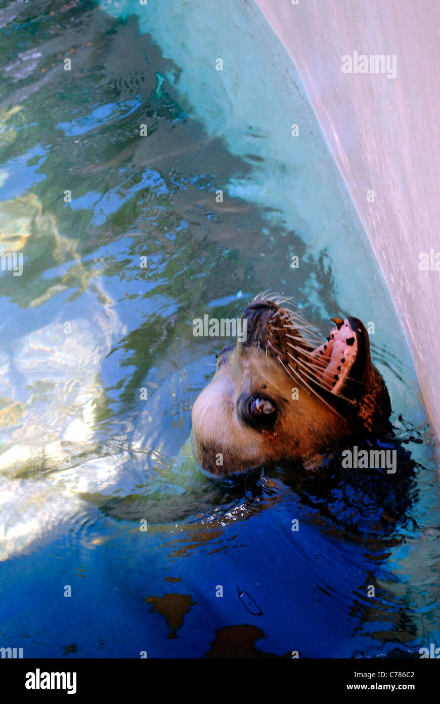 Miami seaquarium hi-res stock photography and images - Alamy