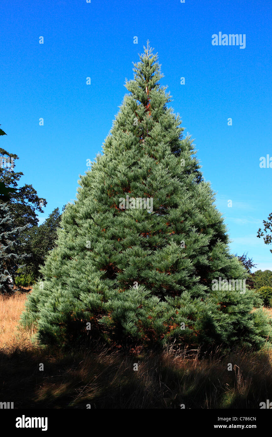 Evergreen tree against blue sky Stock Photo - Alamy