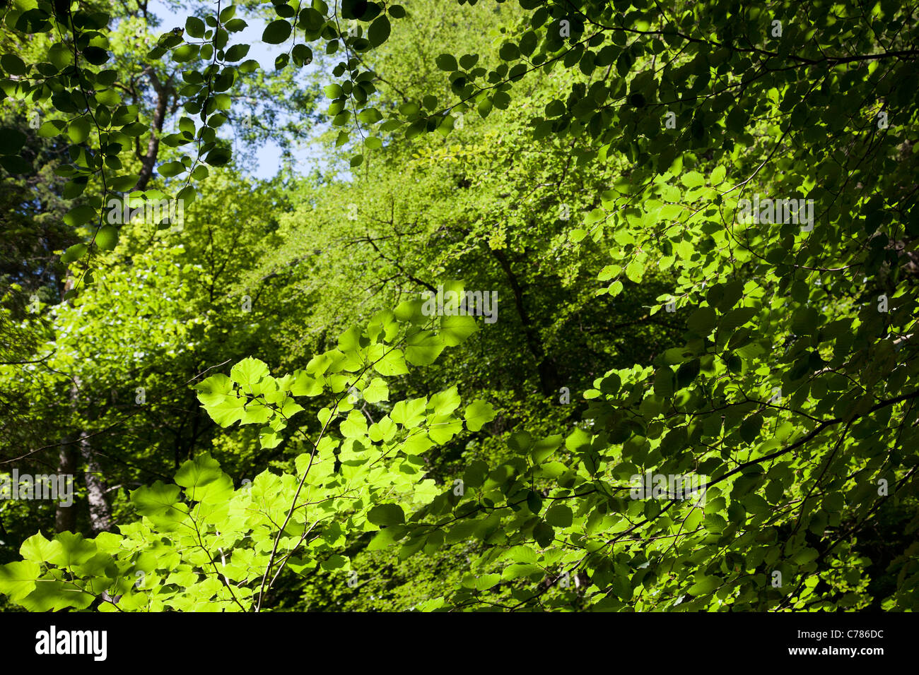 Green background of leaves and bushes Stock Photo - Alamy