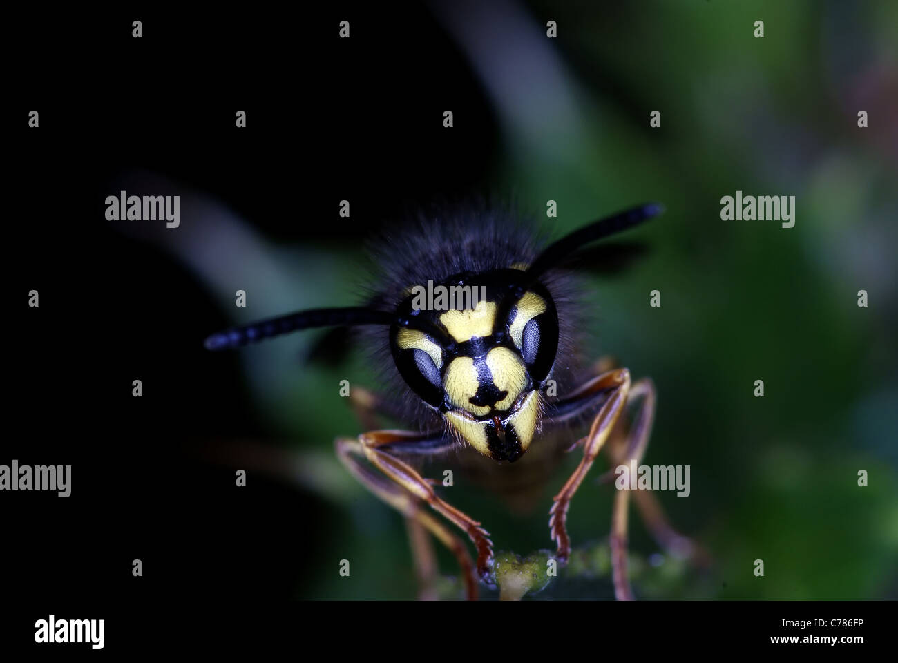 Wasp macro hi-res stock photography and images - Alamy