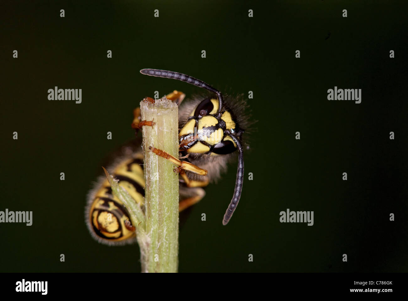 Wasp macro hi-res stock photography and images - Alamy