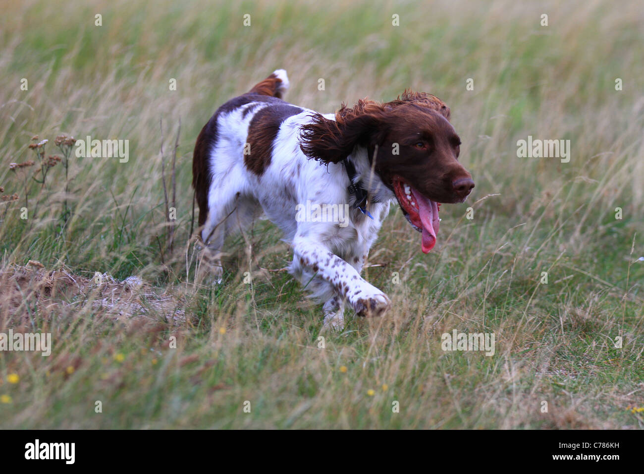 English Springer Spaniel, brown and liver, brown and white, canine, Gun ...