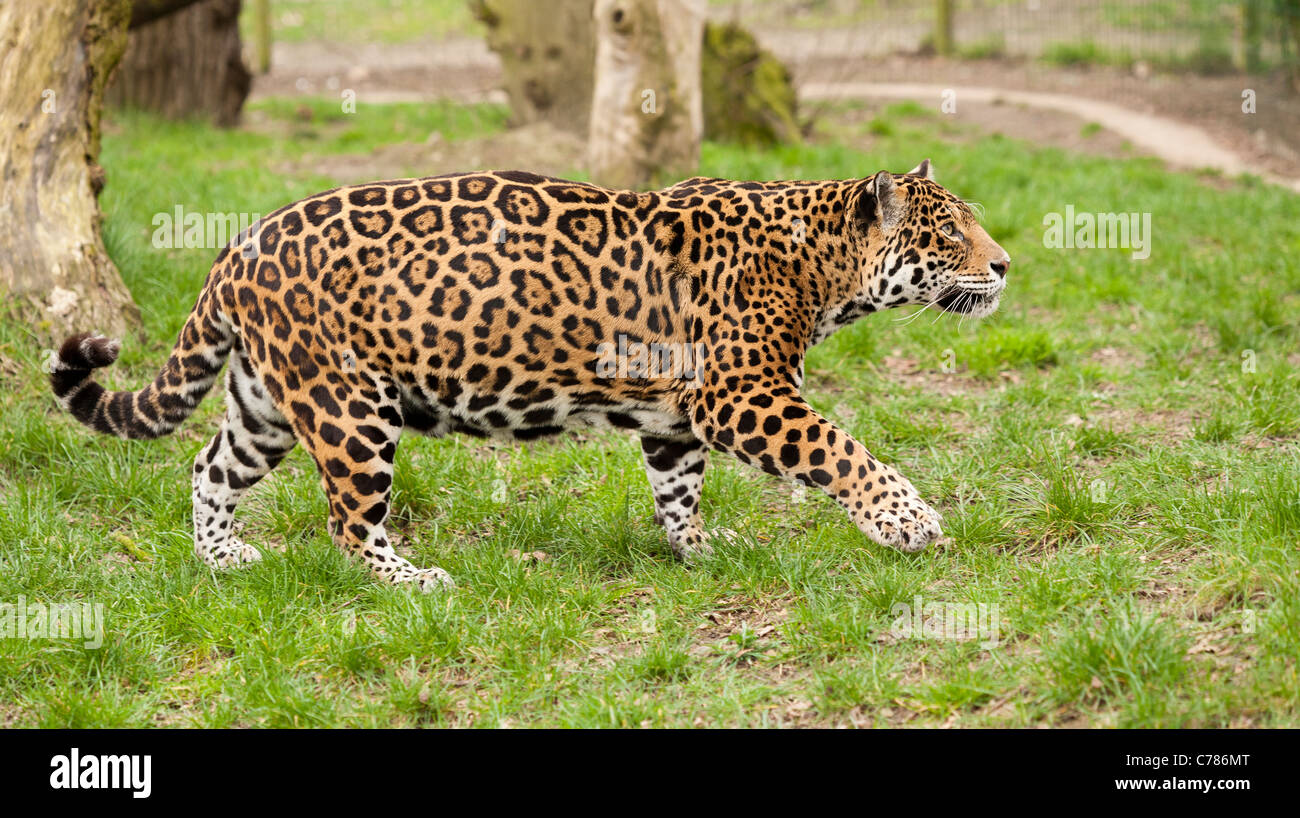 Jaguar habitat hi-res stock photography and images - Alamy