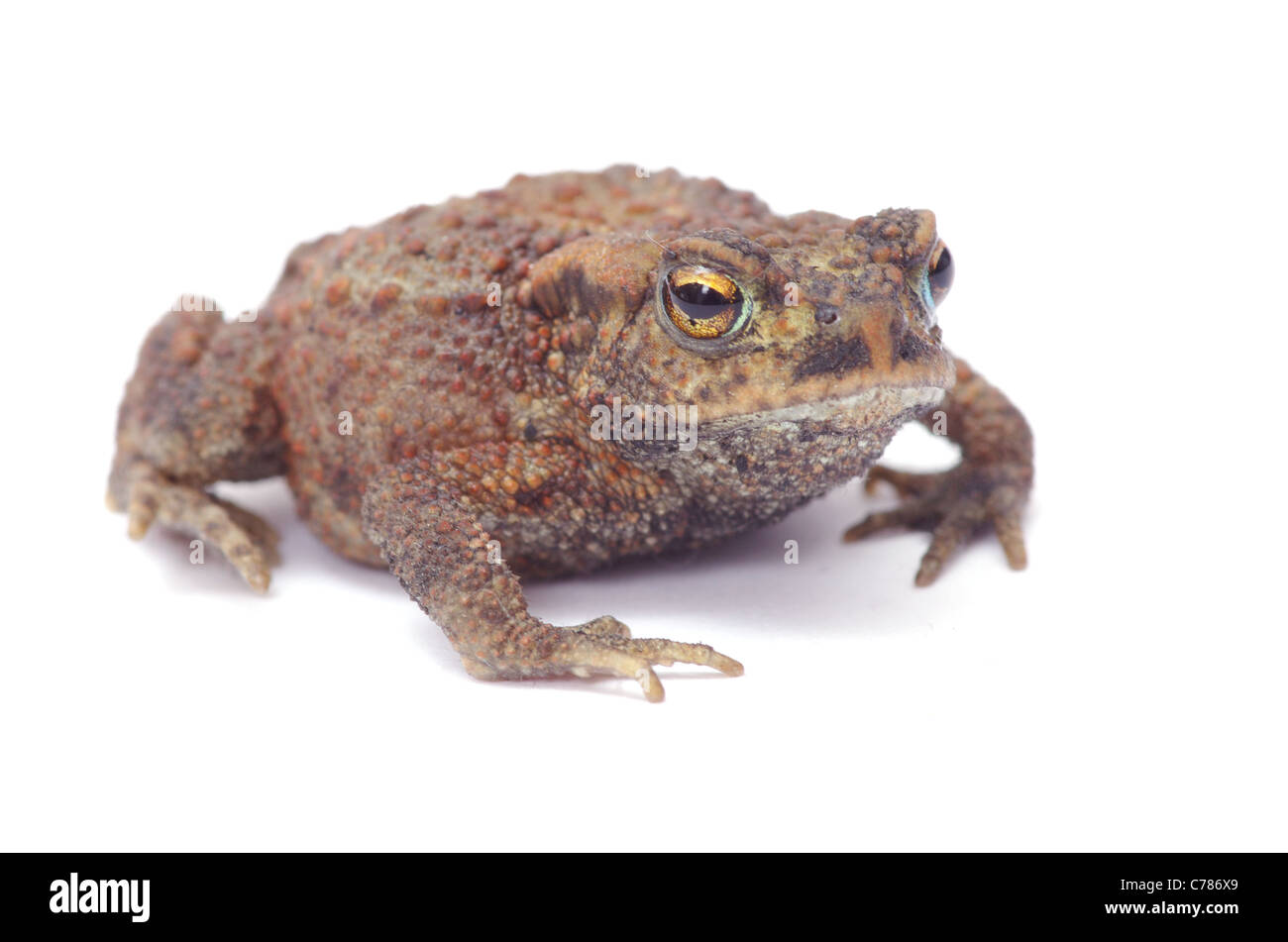 frog on a white background Stock Photo - Alamy