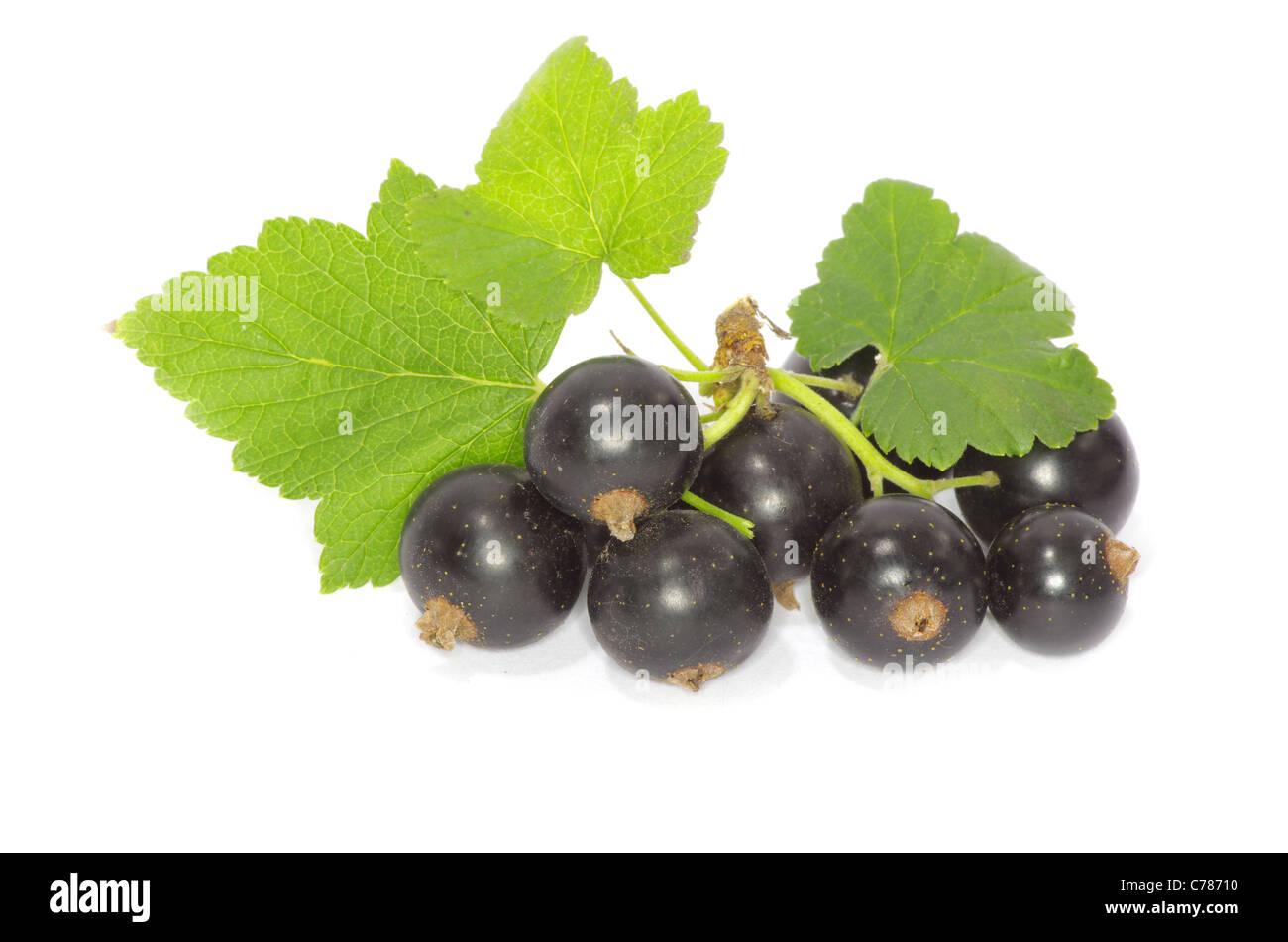 branch of black currant fruits isolated on white background Stock Photo ...
