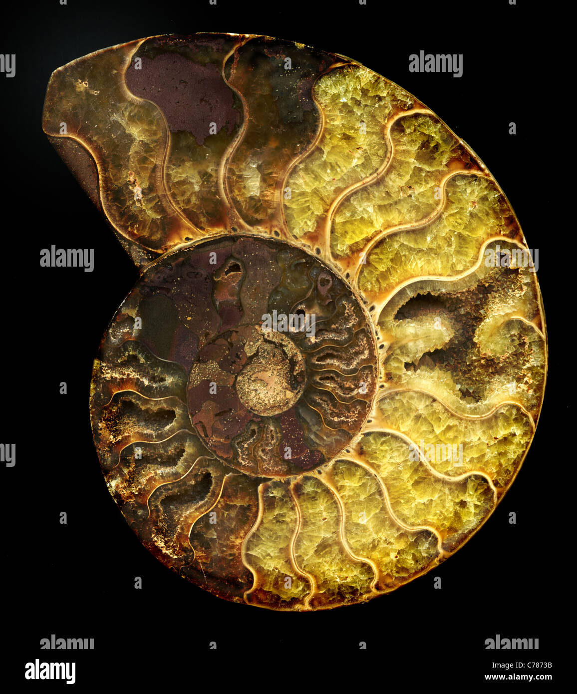 Seashell fossil hi-res stock photography and images - Alamy