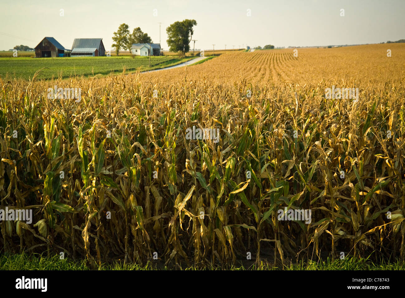 Corn field in central USA Stock Photo - Alamy