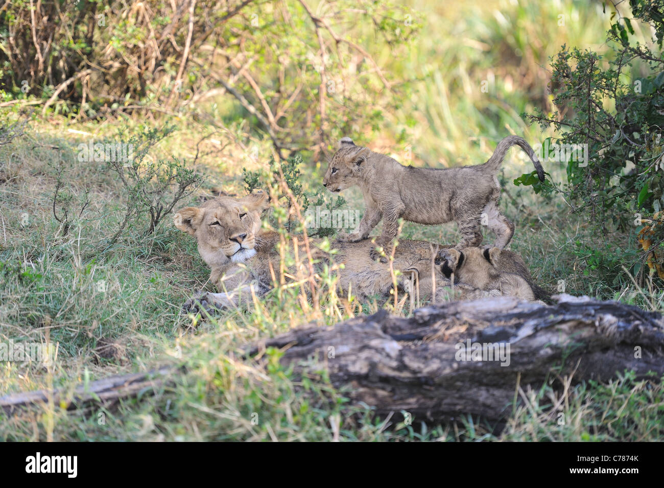 East African lion - Massai lion (Panthera leo nubica) lioness nursing ...