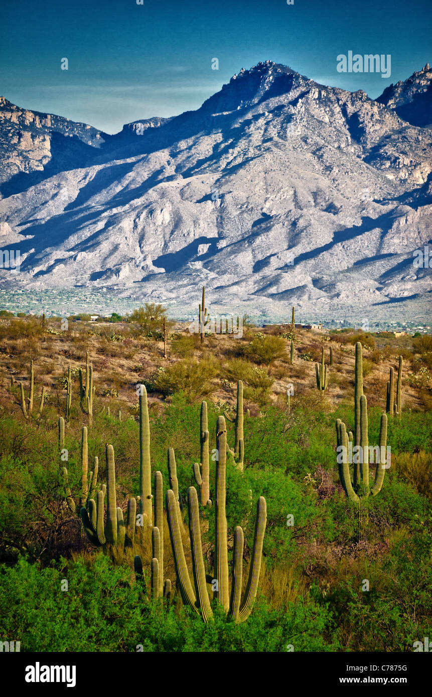 Rincon arizona hi-res stock photography and images - Alamy