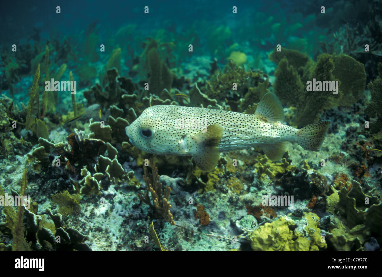 Spot-fin porcupinefish - Porcupine puffer - Black-spotted Porcupinefish ...
