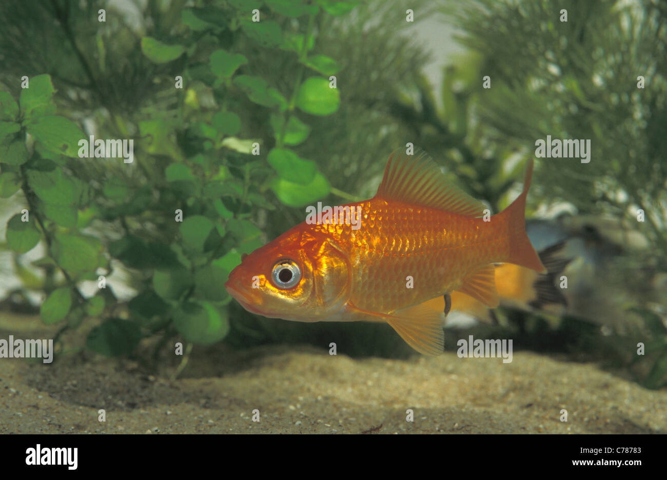 Goldfish (Carassius auratus) swimming in an aquarium Stock Photo - Alamy