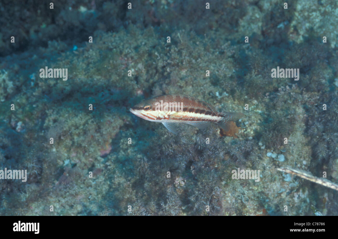 Comber gaper fish hi-res stock photography and images - Alamy
