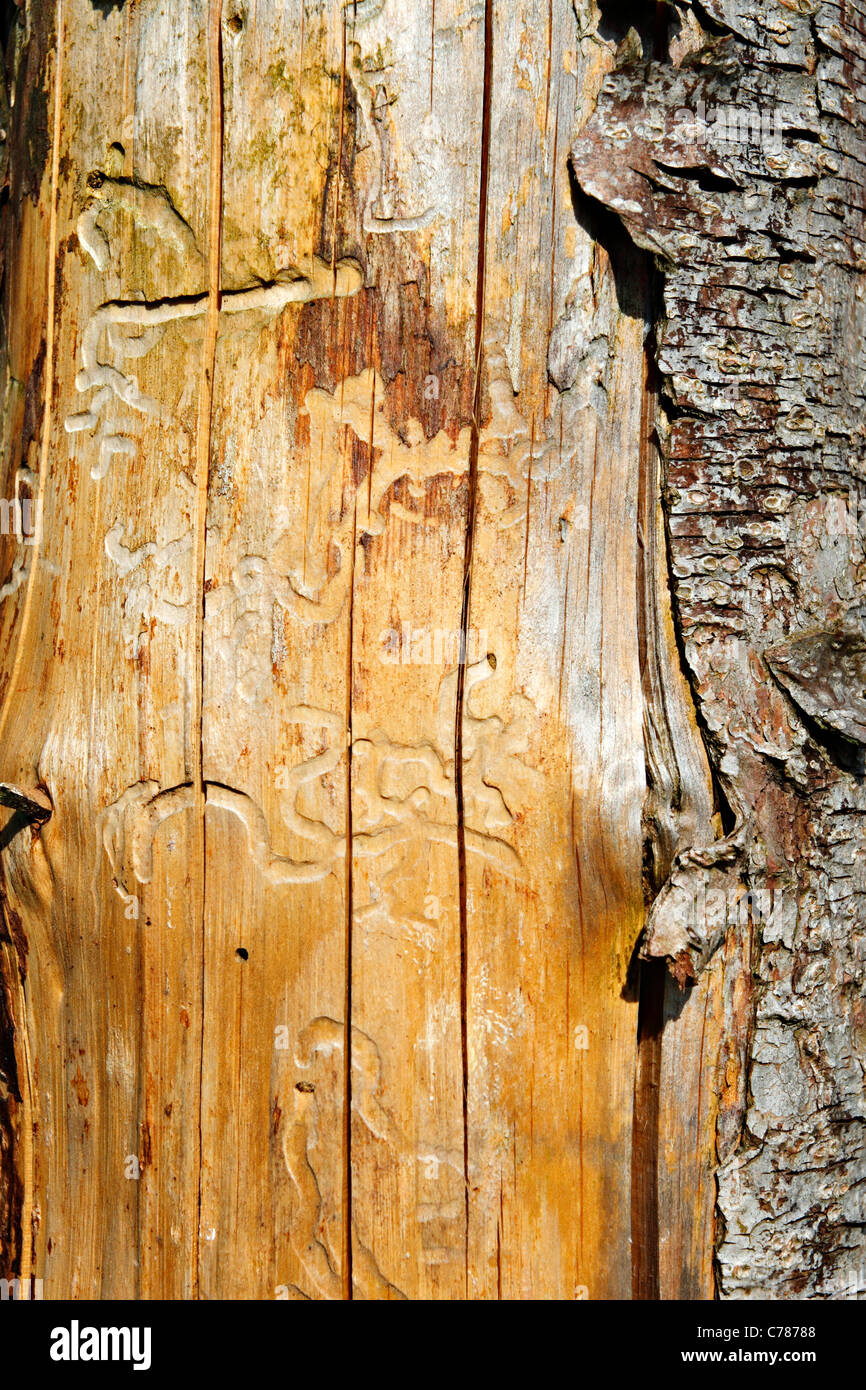 Worm wood fence hi-res stock photography and images - Alamy
