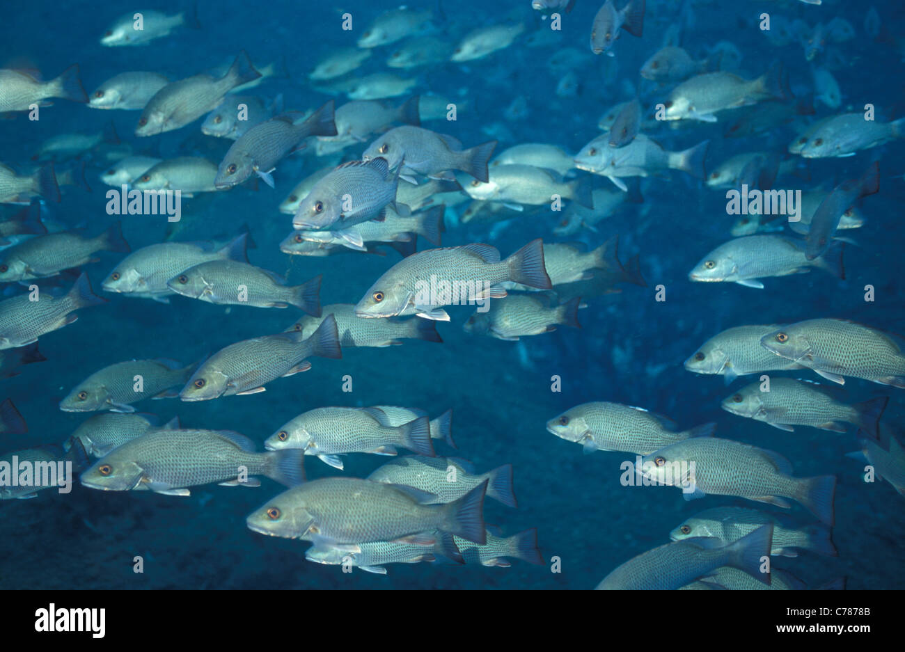 Grey snapper - Gray snapper - Mangrove snapper - Mango snapper ...