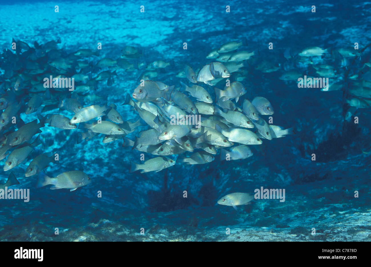 Grey snapper - Gray snapper - Mangrove snapper - Mango snapper ...