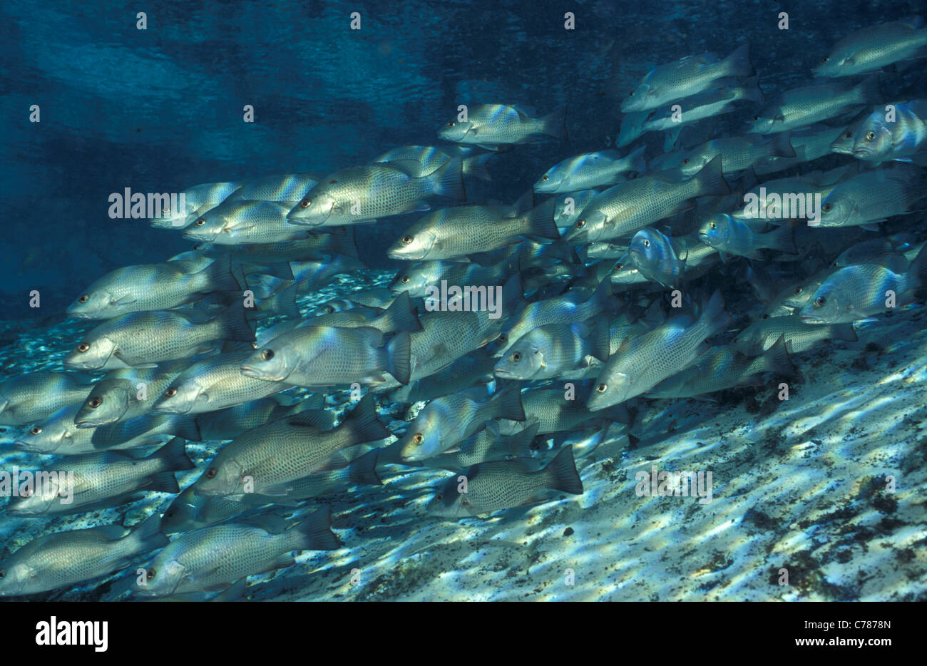 Grey snapper - Gray snapper - Mangrove snapper - Mango snapper ...