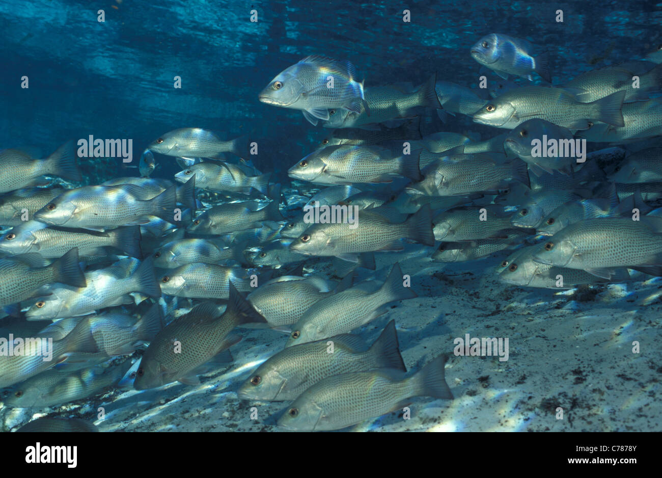 Grey snapper - Gray snapper - Mangrove snapper - Mango snapper ...