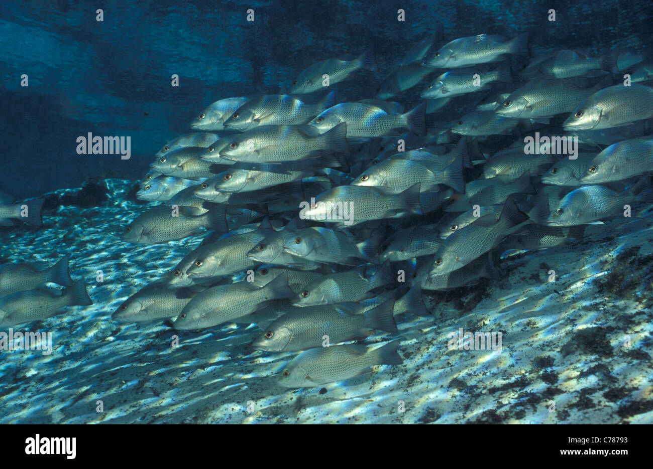 Grey snapper - Gray snapper - Mangrove snapper - Mango snapper ...