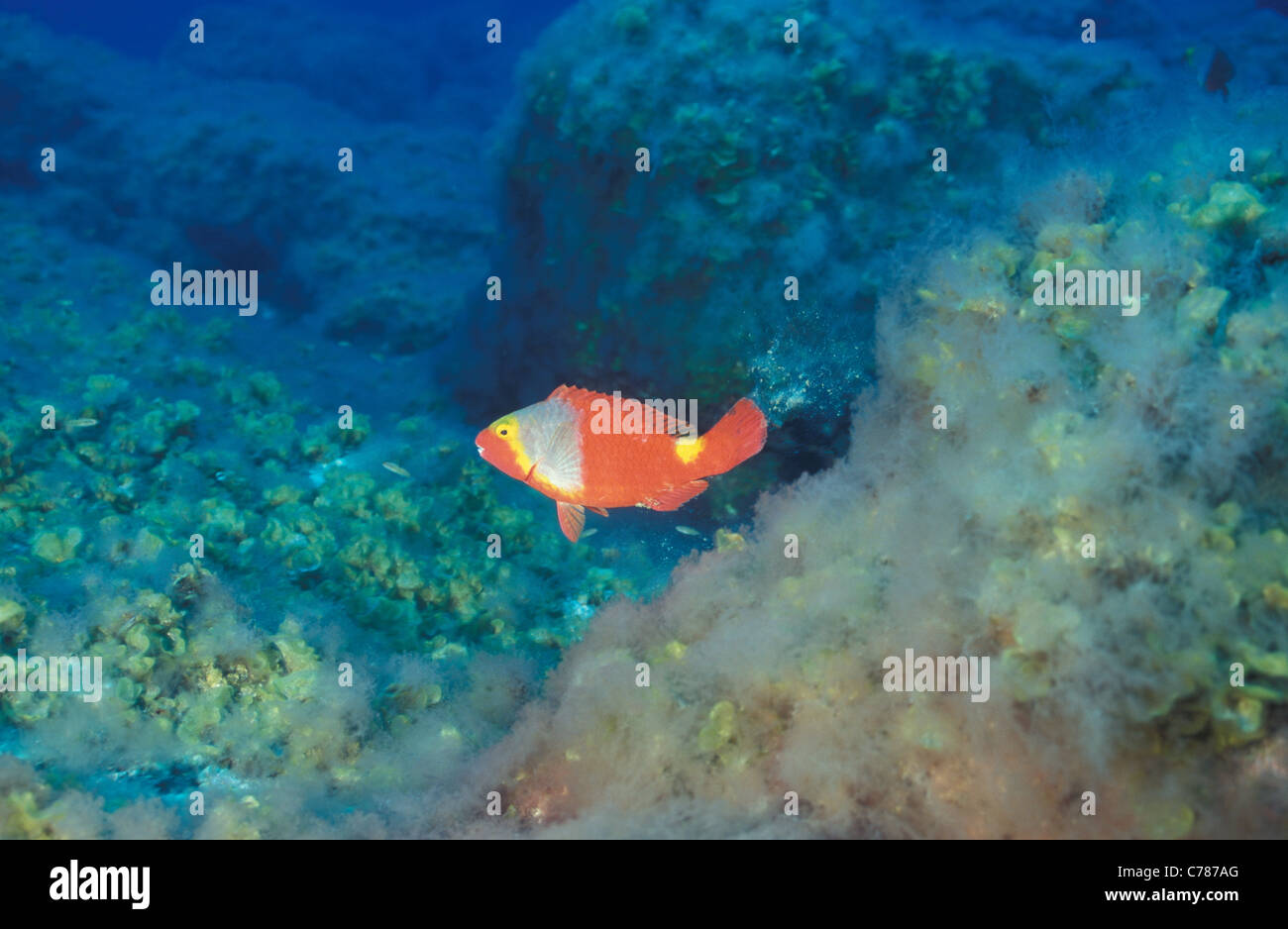Mediterranean parrotfish sparisoma cretense hi-res stock photography ...