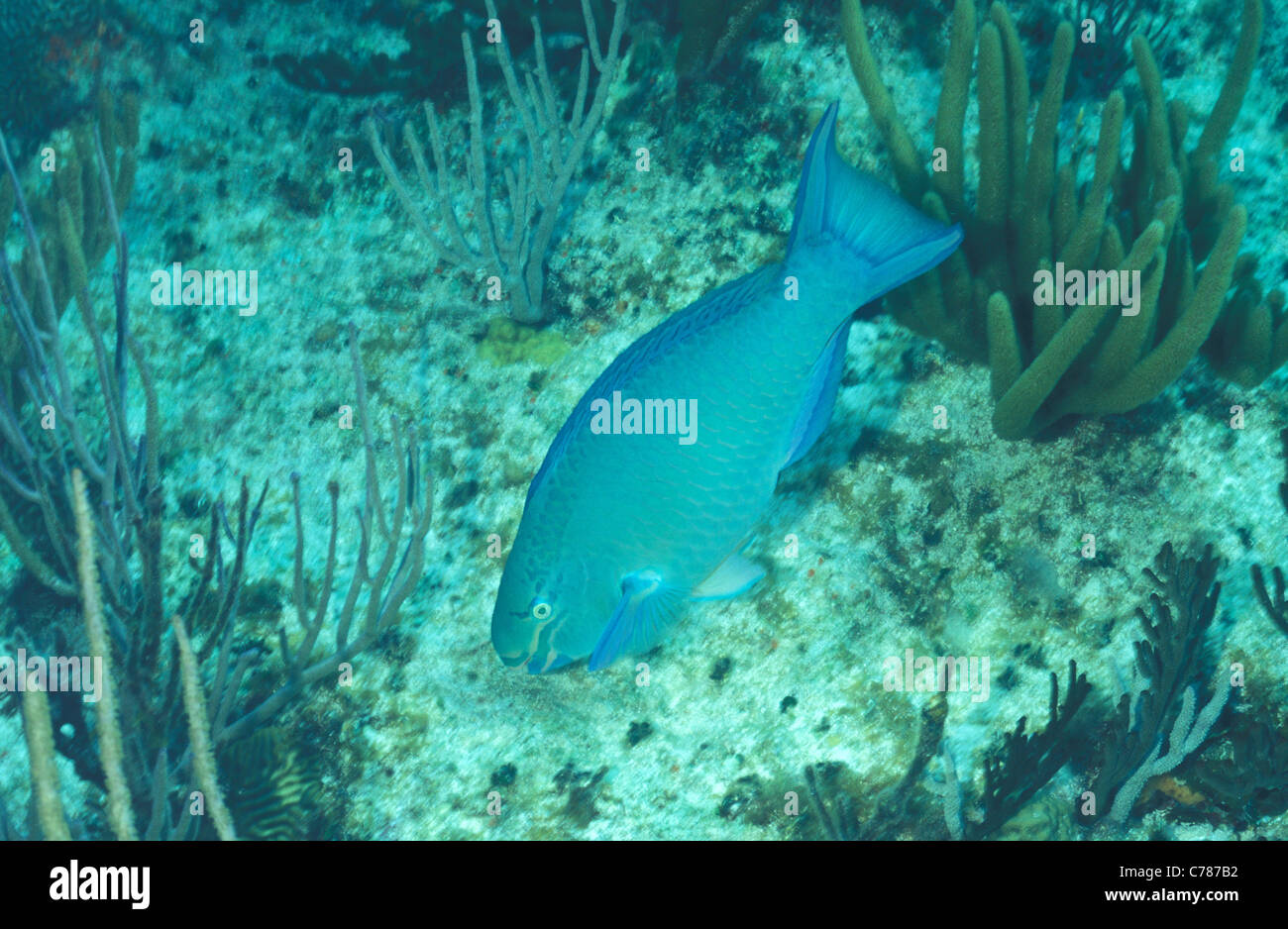 Queen parrotfish hi-res stock photography and images - Alamy