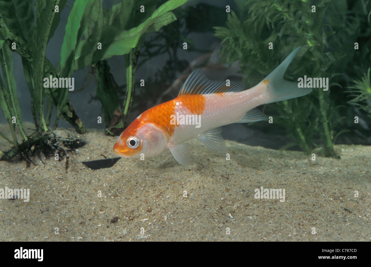 Koi carp kohaku (Cyprinus carpio) swimming in an aquarium Stock Photo ...