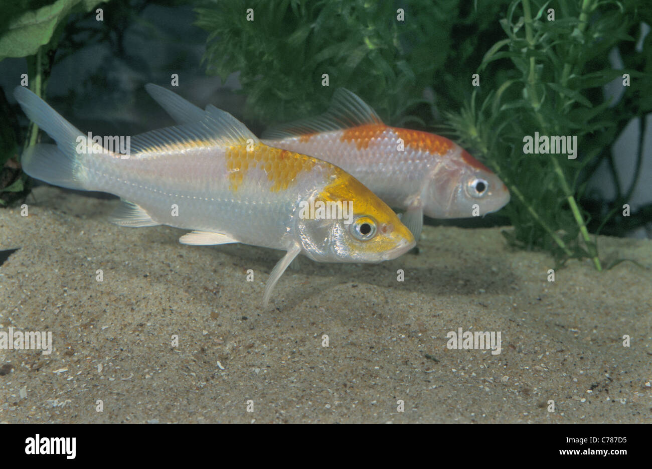 Koi carp (Cyprinus carpio) pair swimming in an aquarium Stock Photo - Alamy