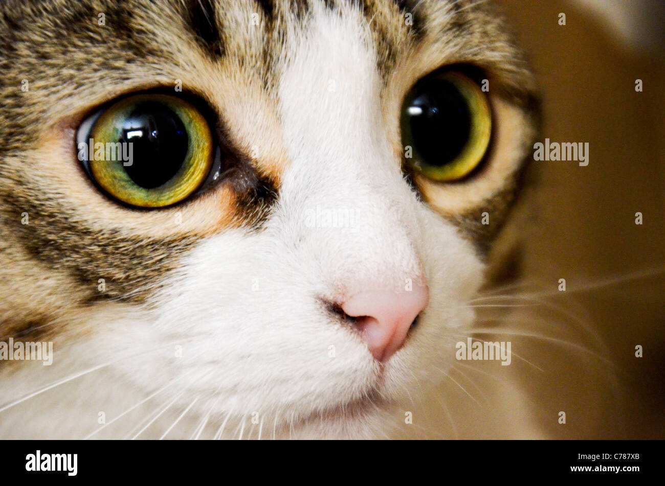 Wide eyed kitty Stock Photo - Alamy