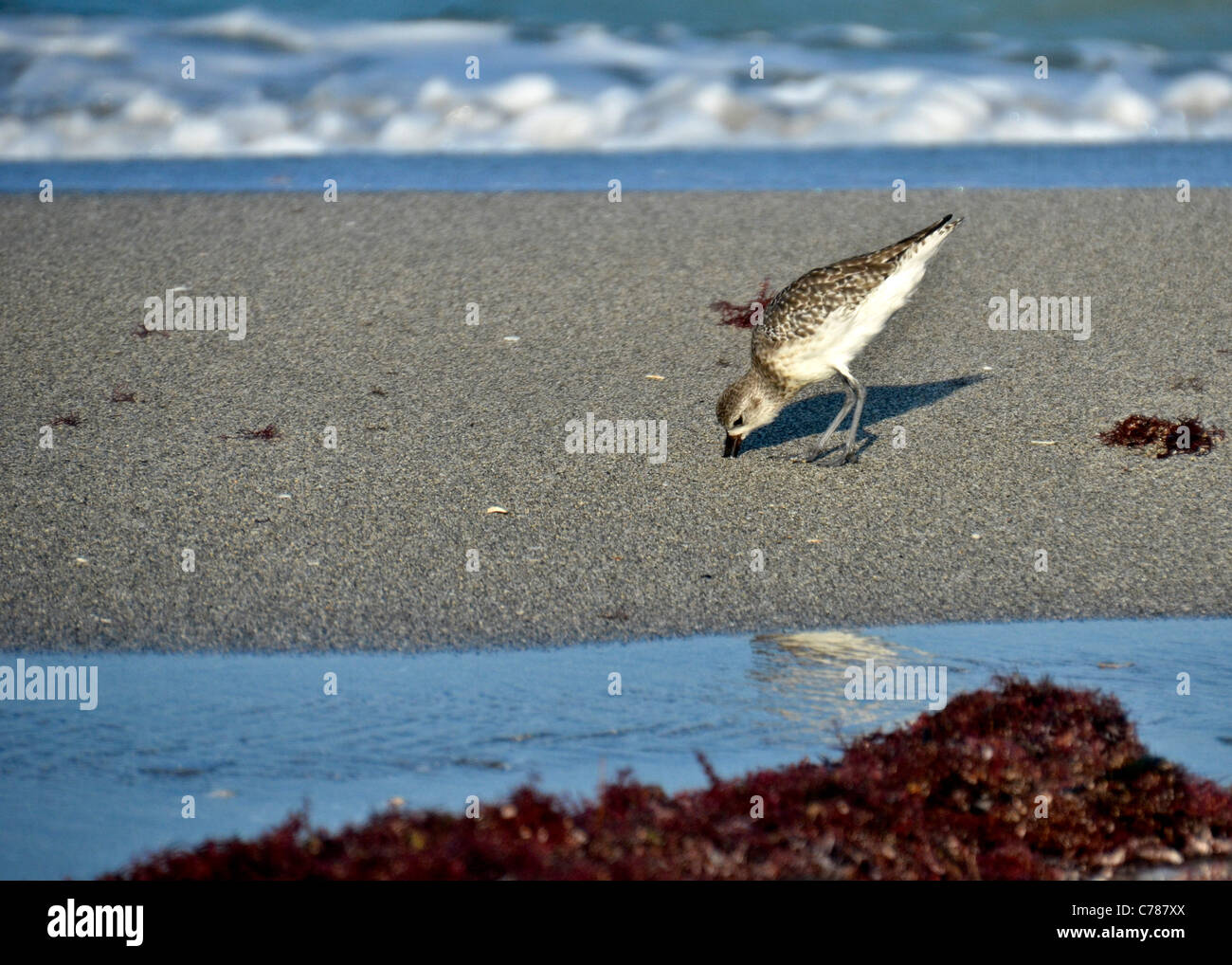 Snacking sandpiper on Florida beach Stock Photo - Alamy