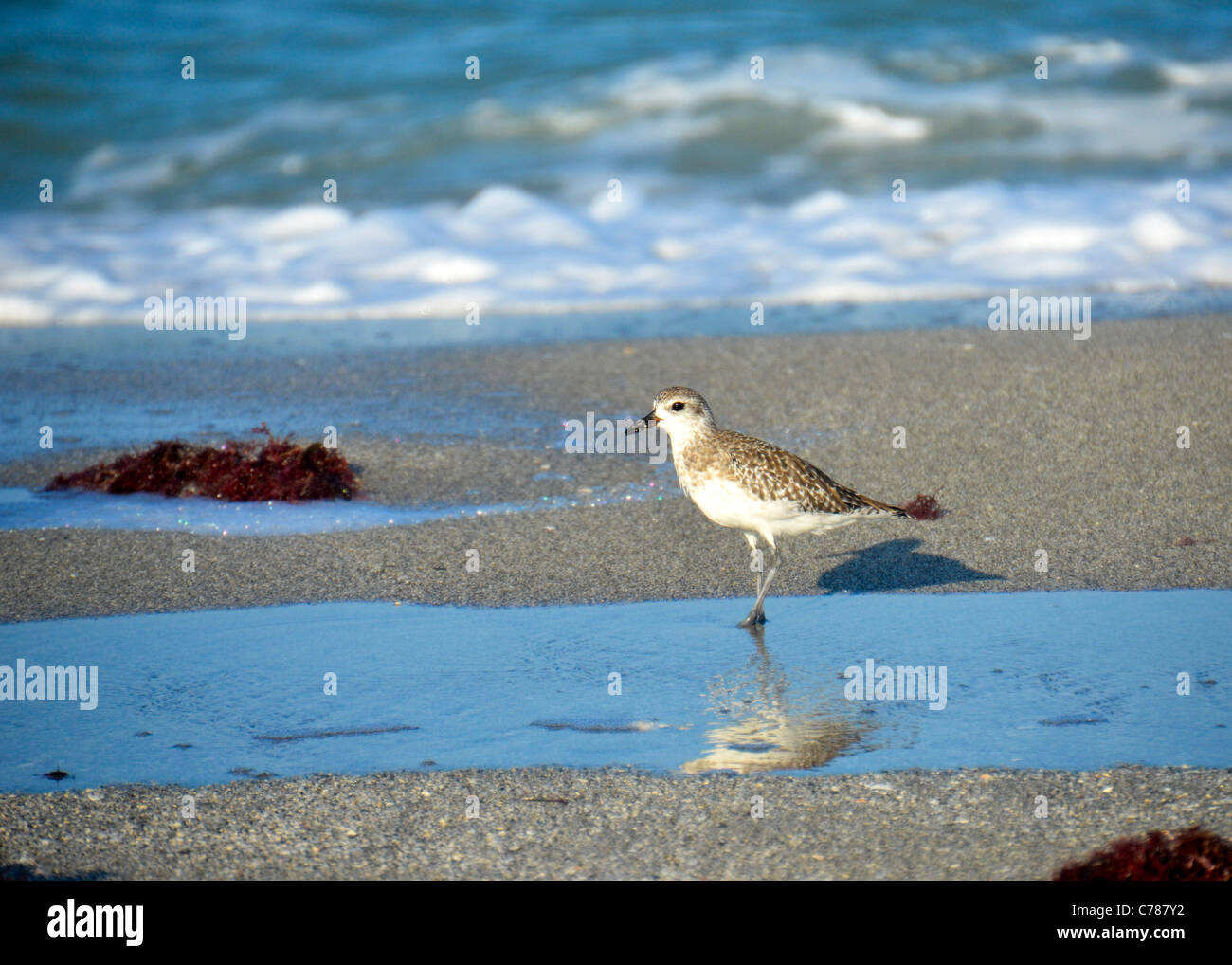 Sandpiper on Florida Beach with seaweed and seafoam Stock Photo - Alamy