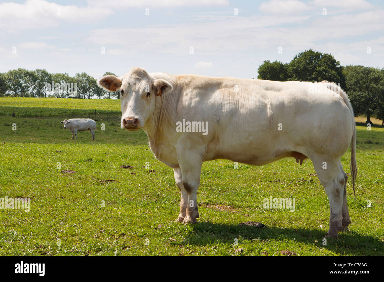 Belgian blue cattle hi-res stock photography and images - Alamy