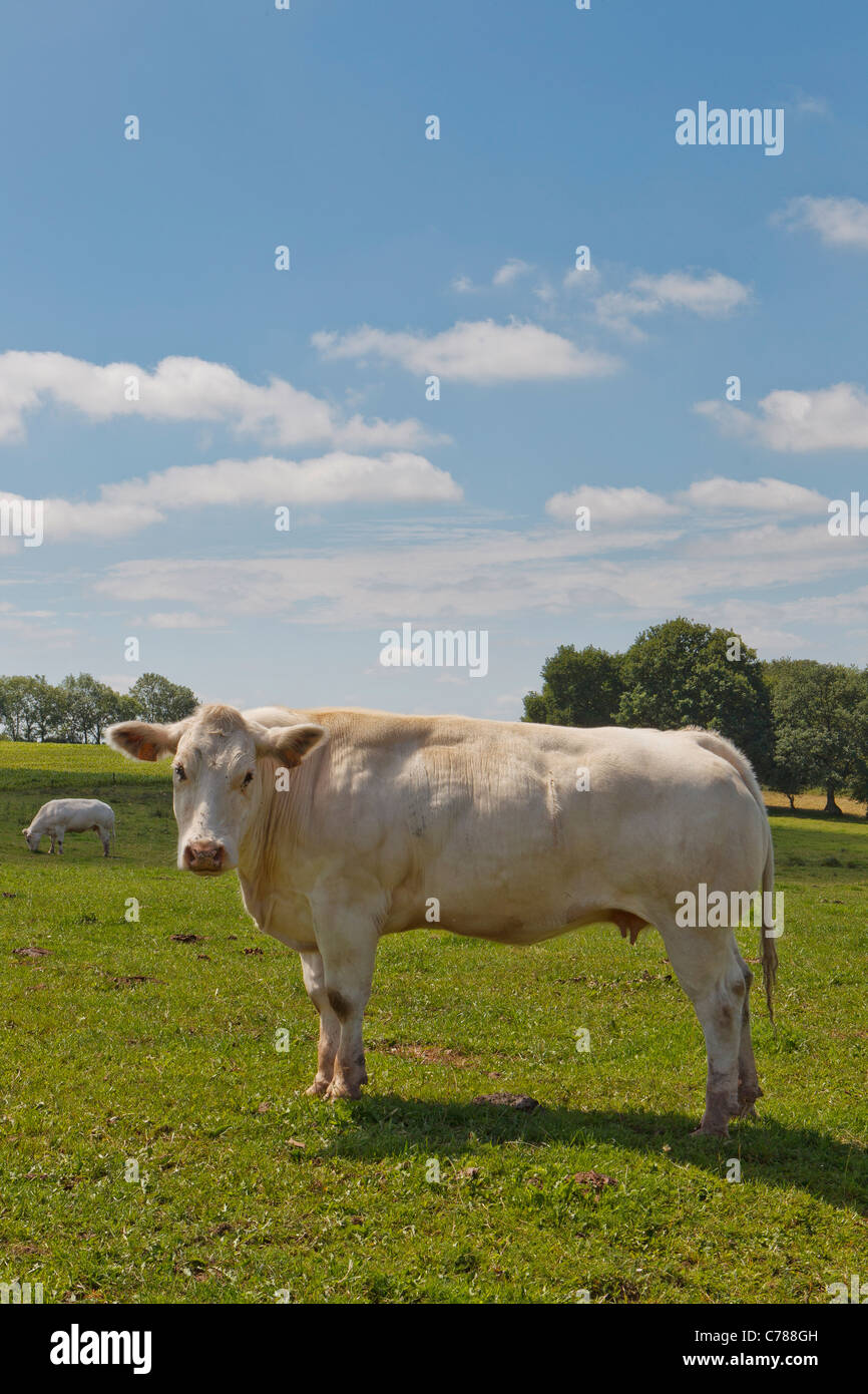 Belgian blue cattle hi-res stock photography and images - Alamy