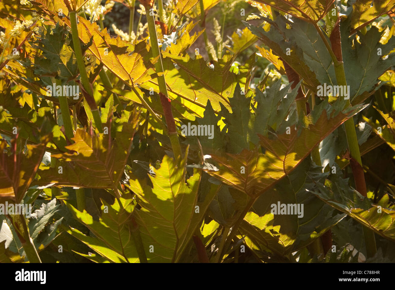 Bush mass hi-res stock photography and images - Alamy