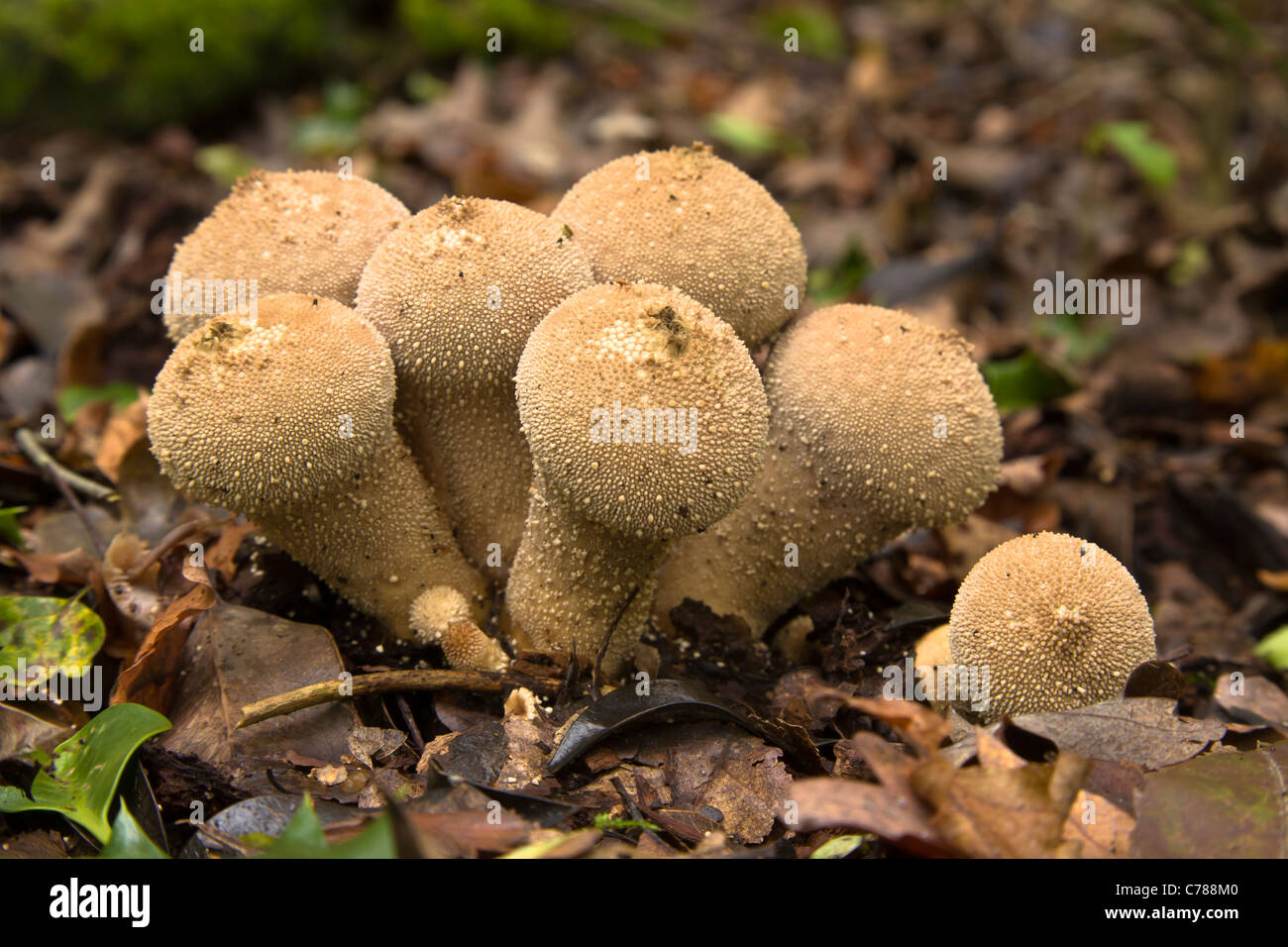 Common Puffball, Lycoperdon perlatum on woodland floor, Burton Bushes ...