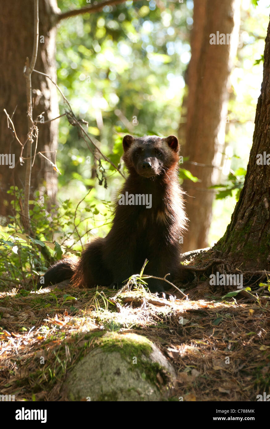 Wolverine in woods Stock Photo - Alamy