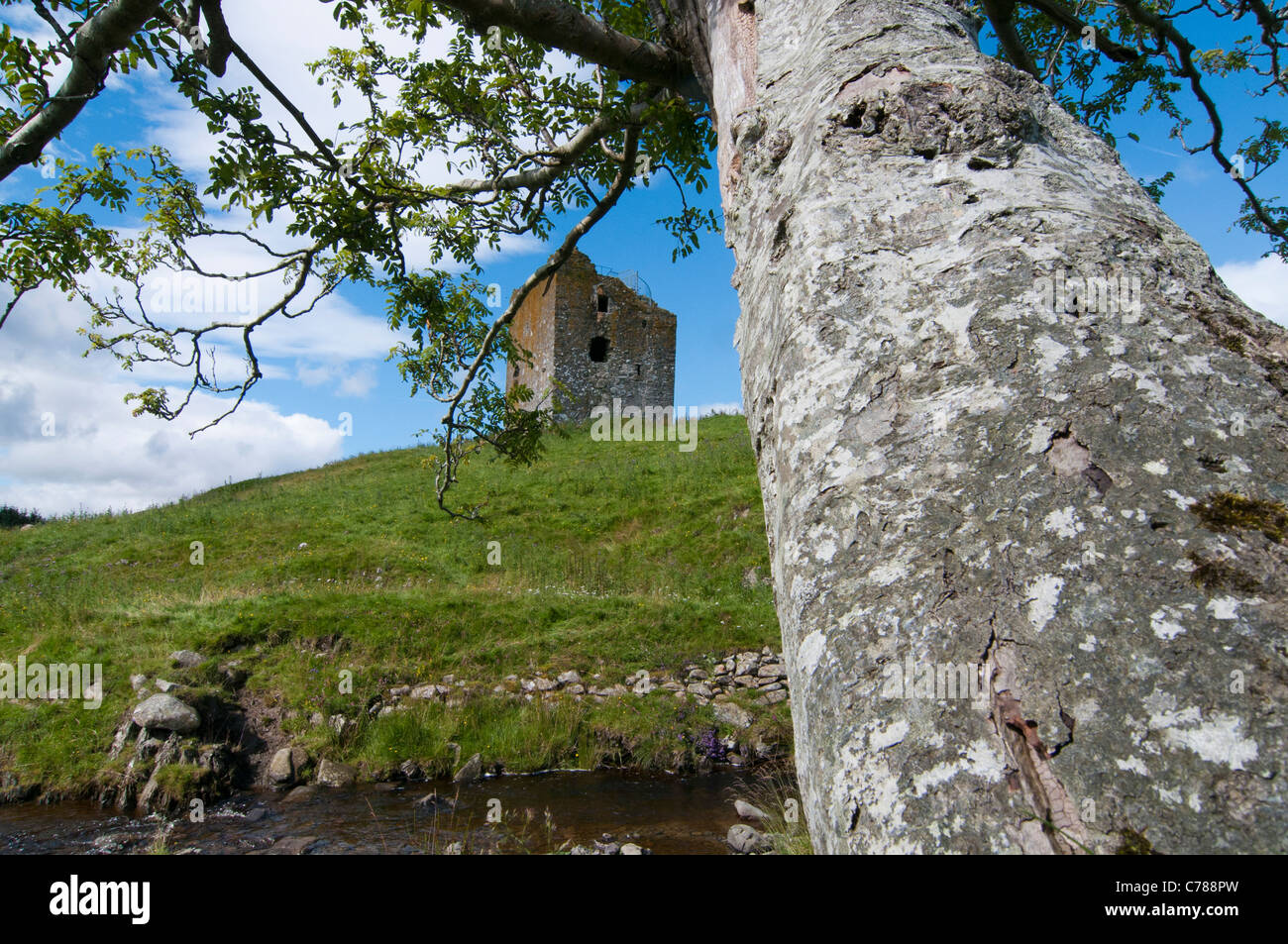 Rowan tree scotland hi-res stock photography and images - Alamy