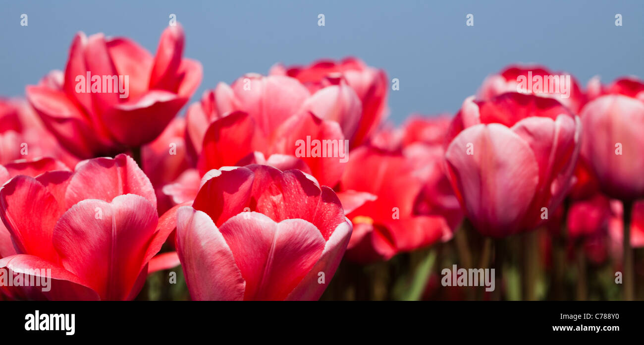 Beautiful spring tulip Stock Photo - Alamy
