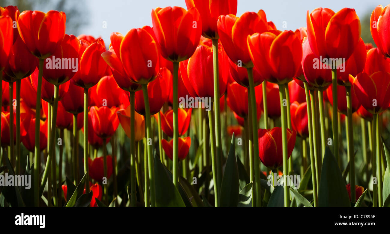 Beautiful spring tulip Stock Photo - Alamy