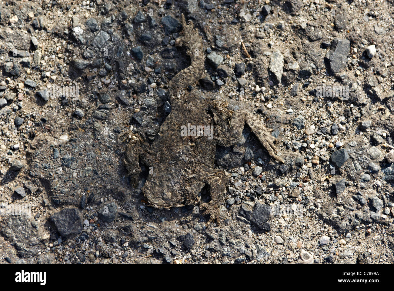 Dead frog hi-res stock photography and images - Alamy